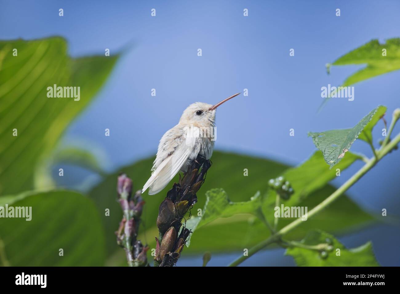 Saucerottia tobaci, Copper-rumped, Copper-rumped Amazilia tobaci ...