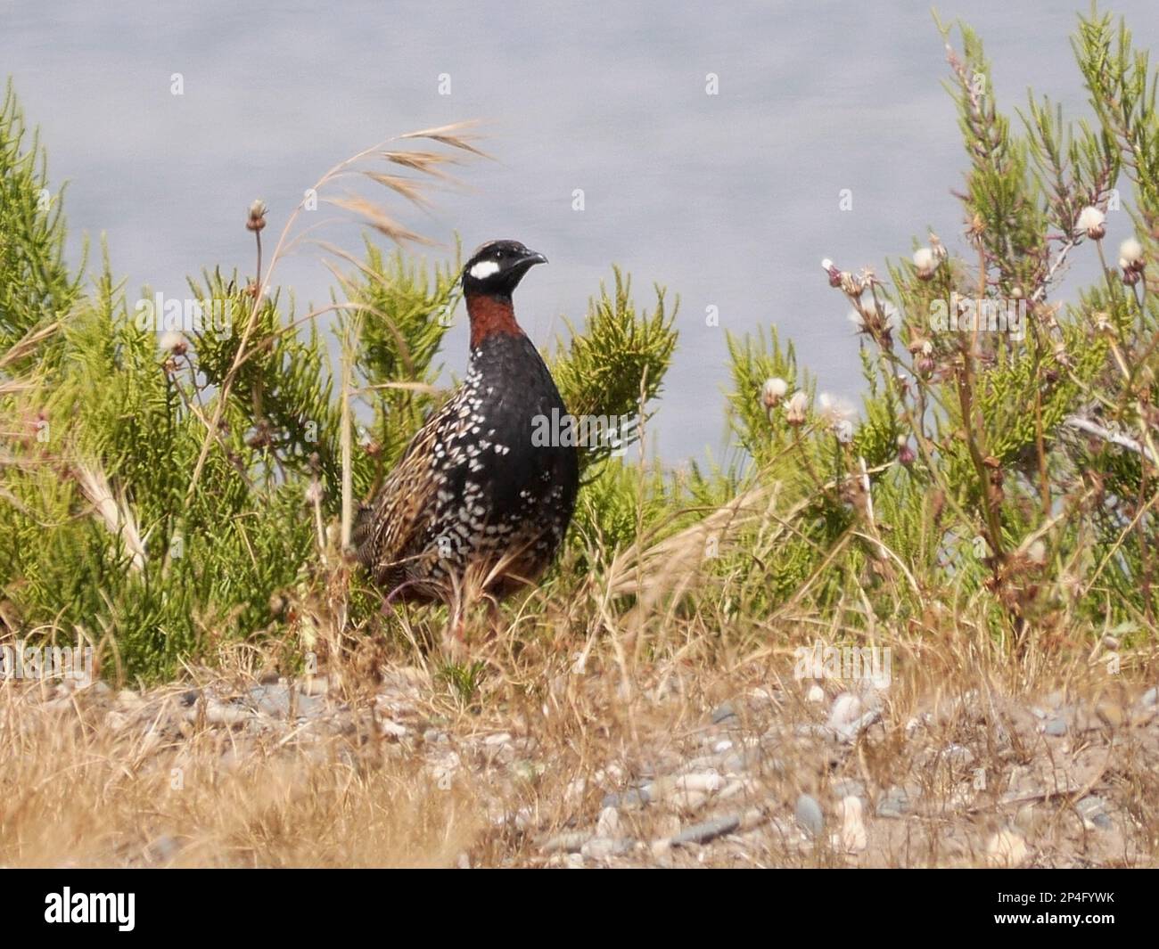 Black francolin hi-res stock photography and images - Alamy