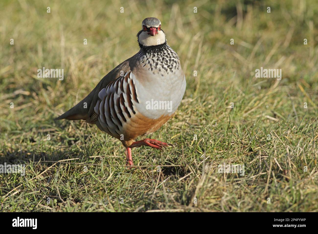 Red-legged Partridge (Alectoris rufa) adult, walking on rough grass at ...