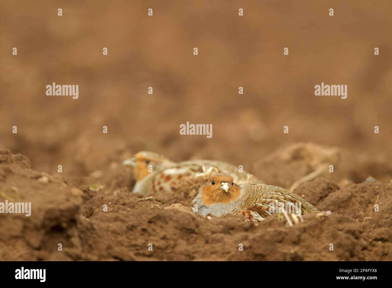 Grey gray partridge (Perdix perdix), adult pair, resting on the ground ...