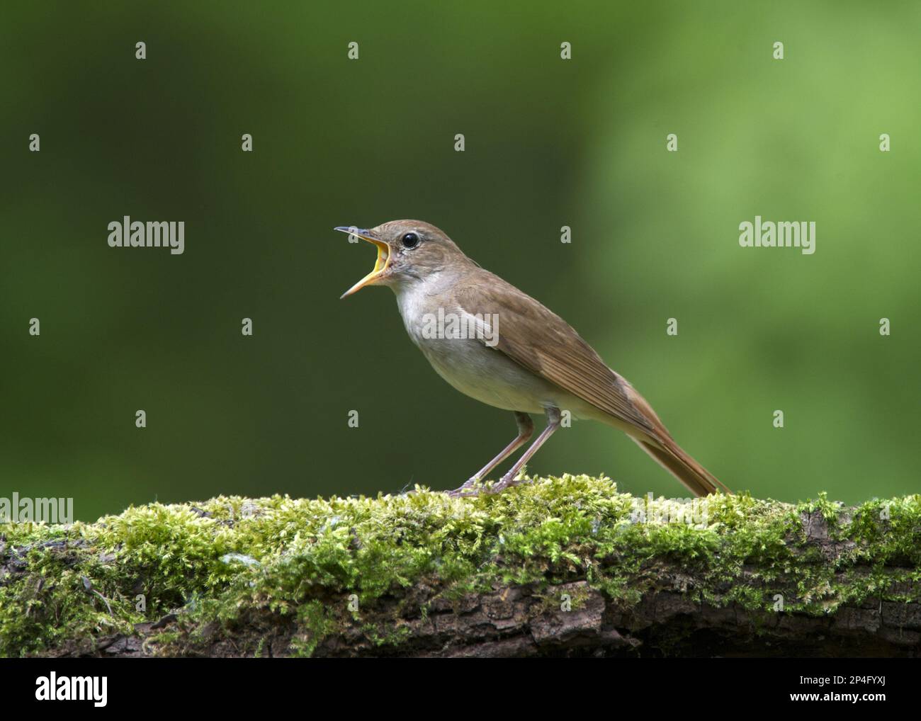Common Nightingale (Luscinia megarhynchos) adult, singing, standing on ...