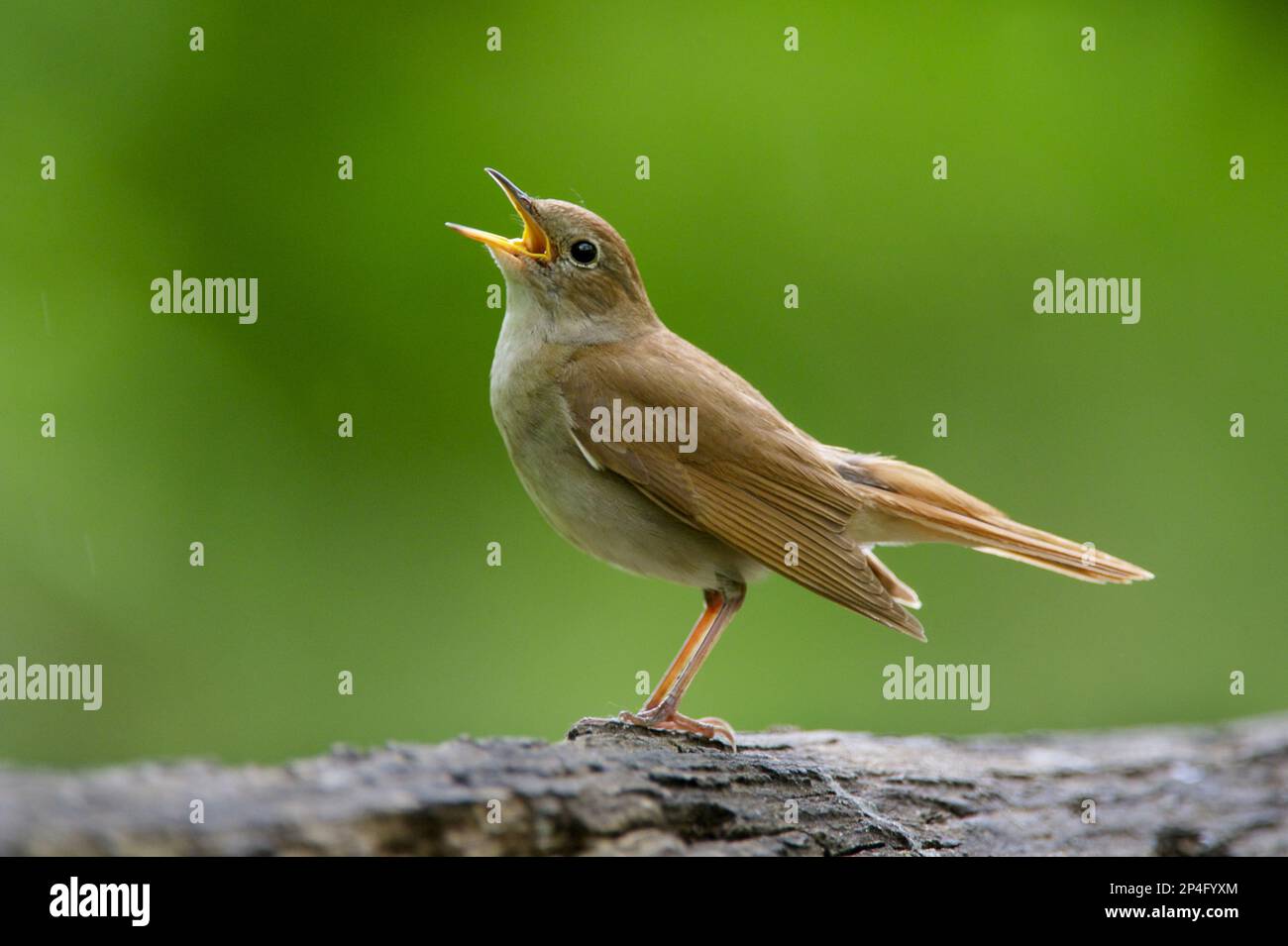 Common Nightingale (Luscinia megarhynchos) adult, singing, standing on ...