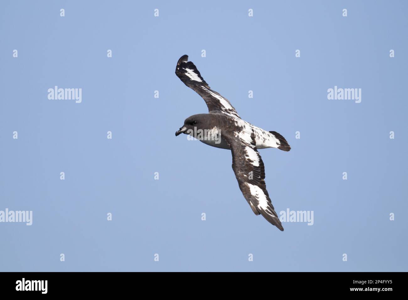 Cape Petrel, Cape Petrels, tube-nosed, animals, birds, Cape Petrel ...