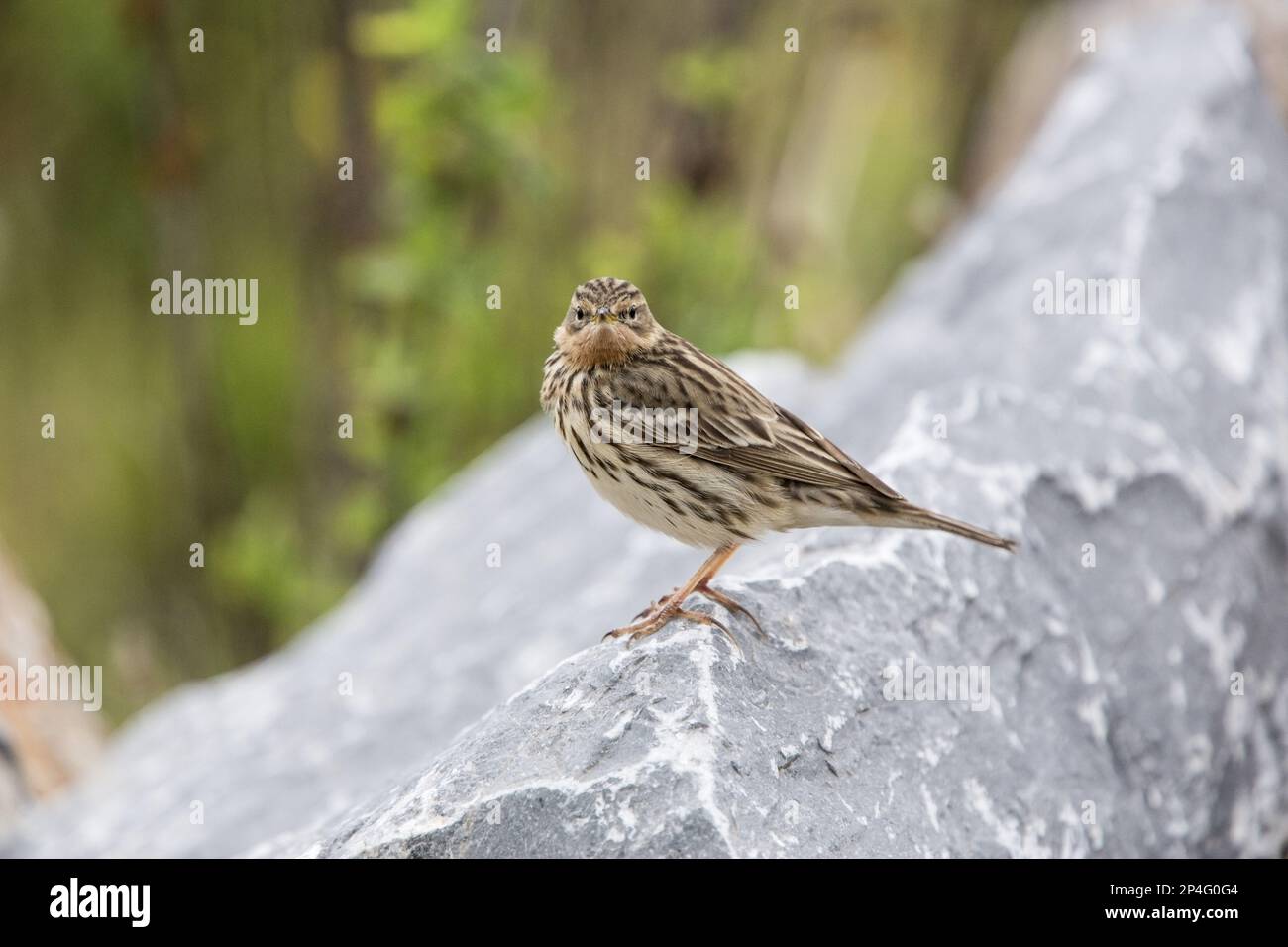 Red-throated Pipit (Anthus cervinus) adult, breeding plumage, standing ...