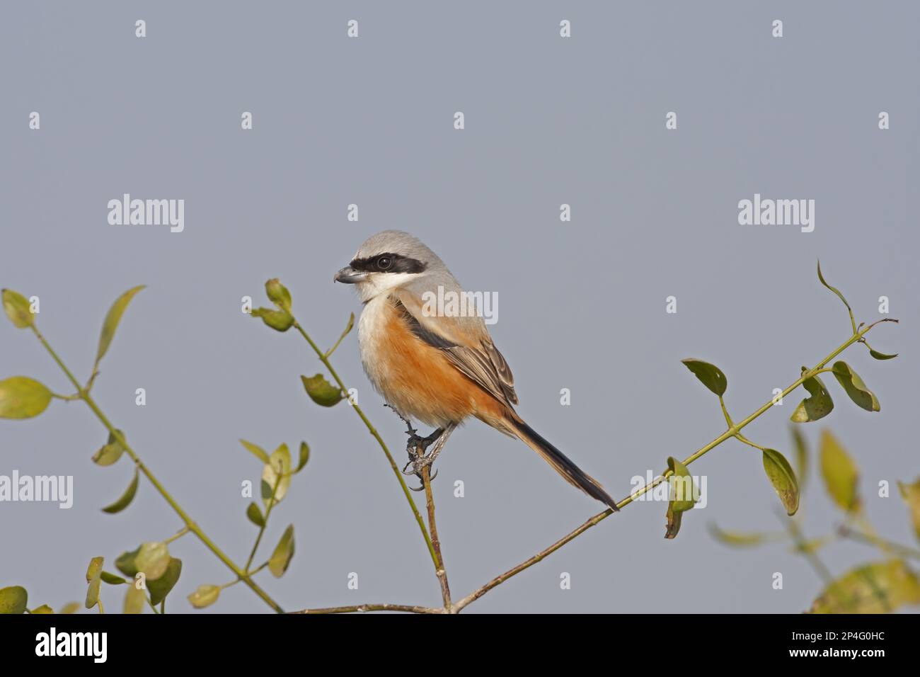 Long-tailed Shrike (Lanius schach) adult, perched on twig, Keoladeo Ghana N. P. (Bharatpur ...
