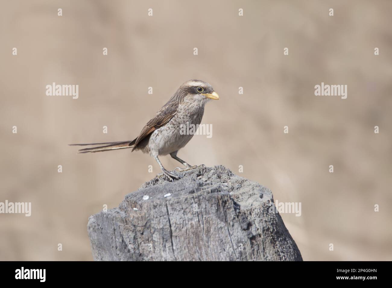 Corvoidea hi-res stock photography and images - Alamy