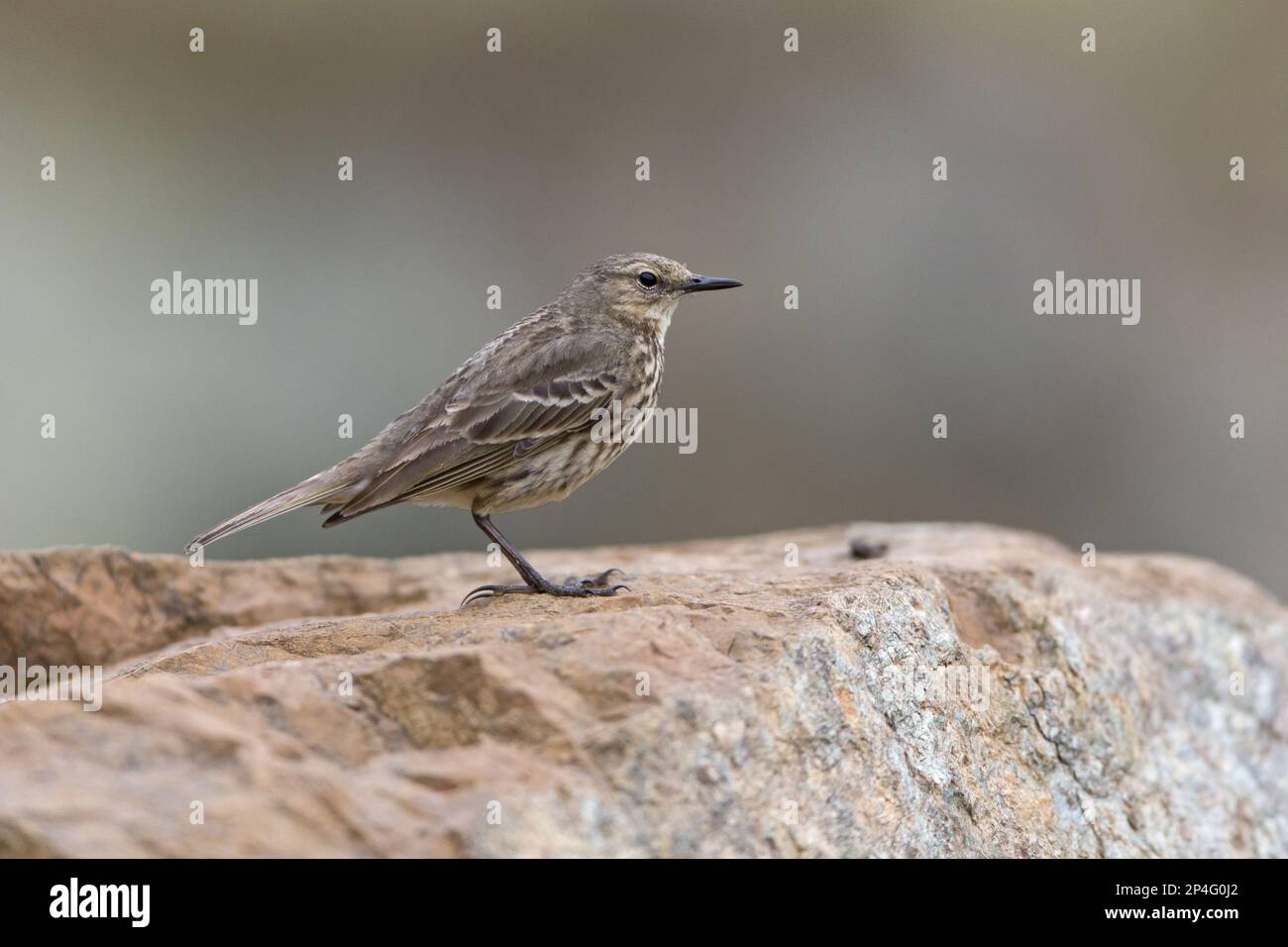Rock Pipit (Anthus petrosus) adult, standing on rock, Shetland Islands ...