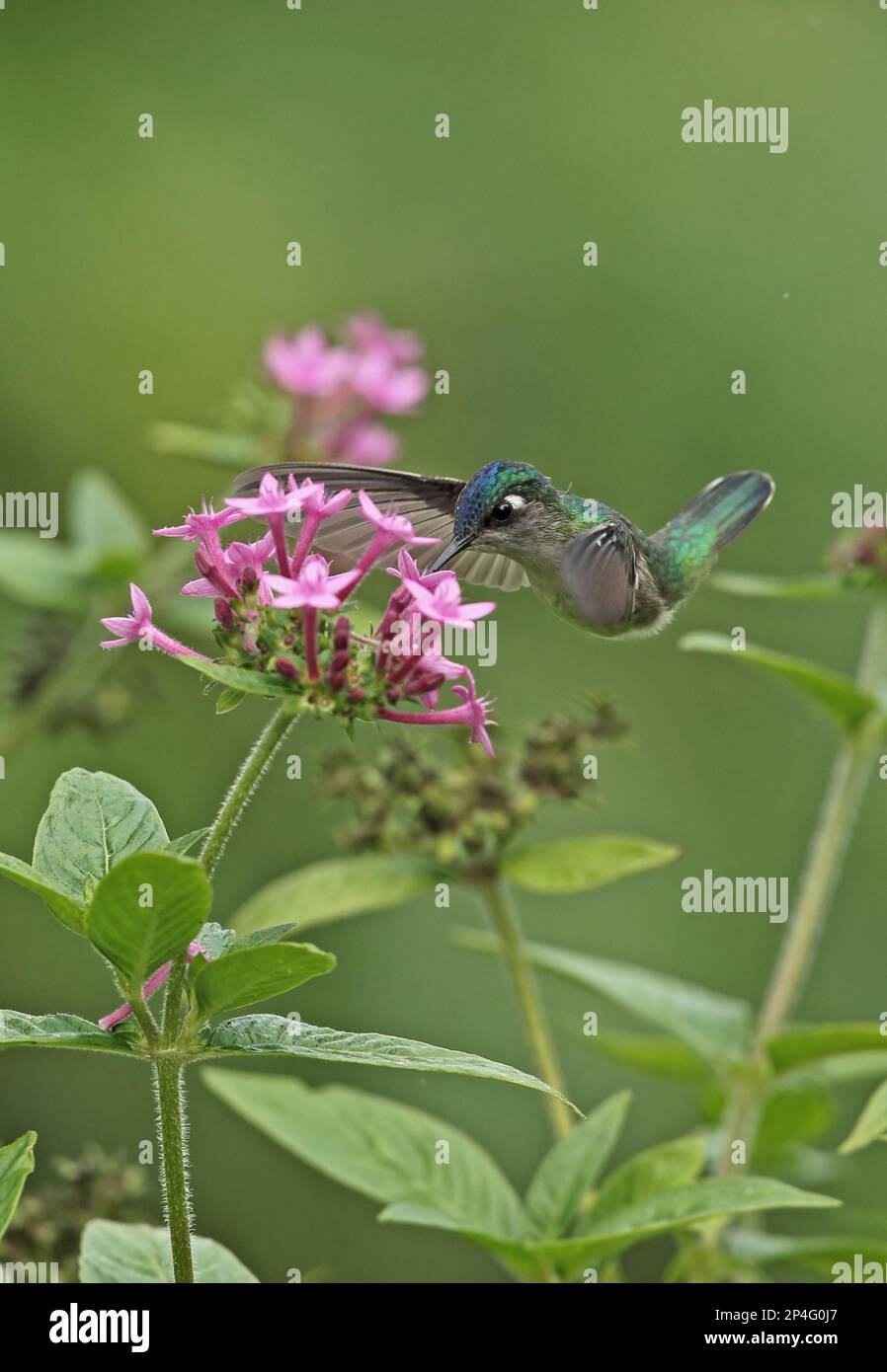Violet-headed Hummingbird (Klais guimeti merrittii) adult female, in ...