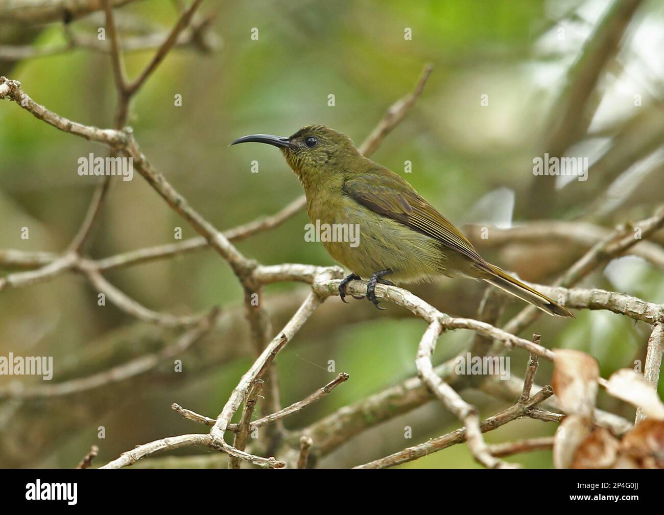 Eastern Olive Sunbird (Cyanomitra olivacea olivacea) adult, perched on ...