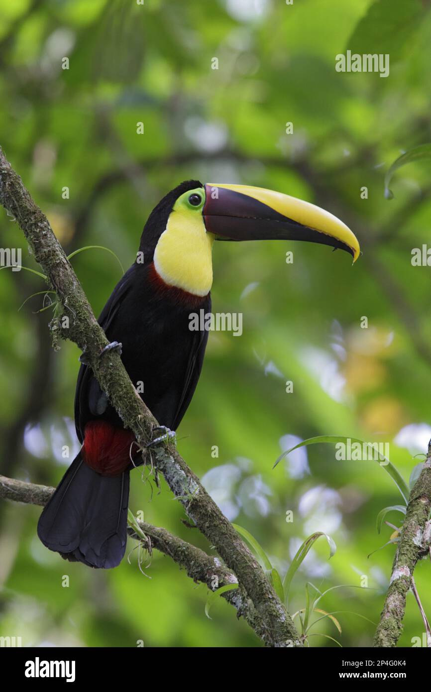 Ramphastos swainsonii, Yellow-billed Toucan, Swainsont Toucan, Yellow ...