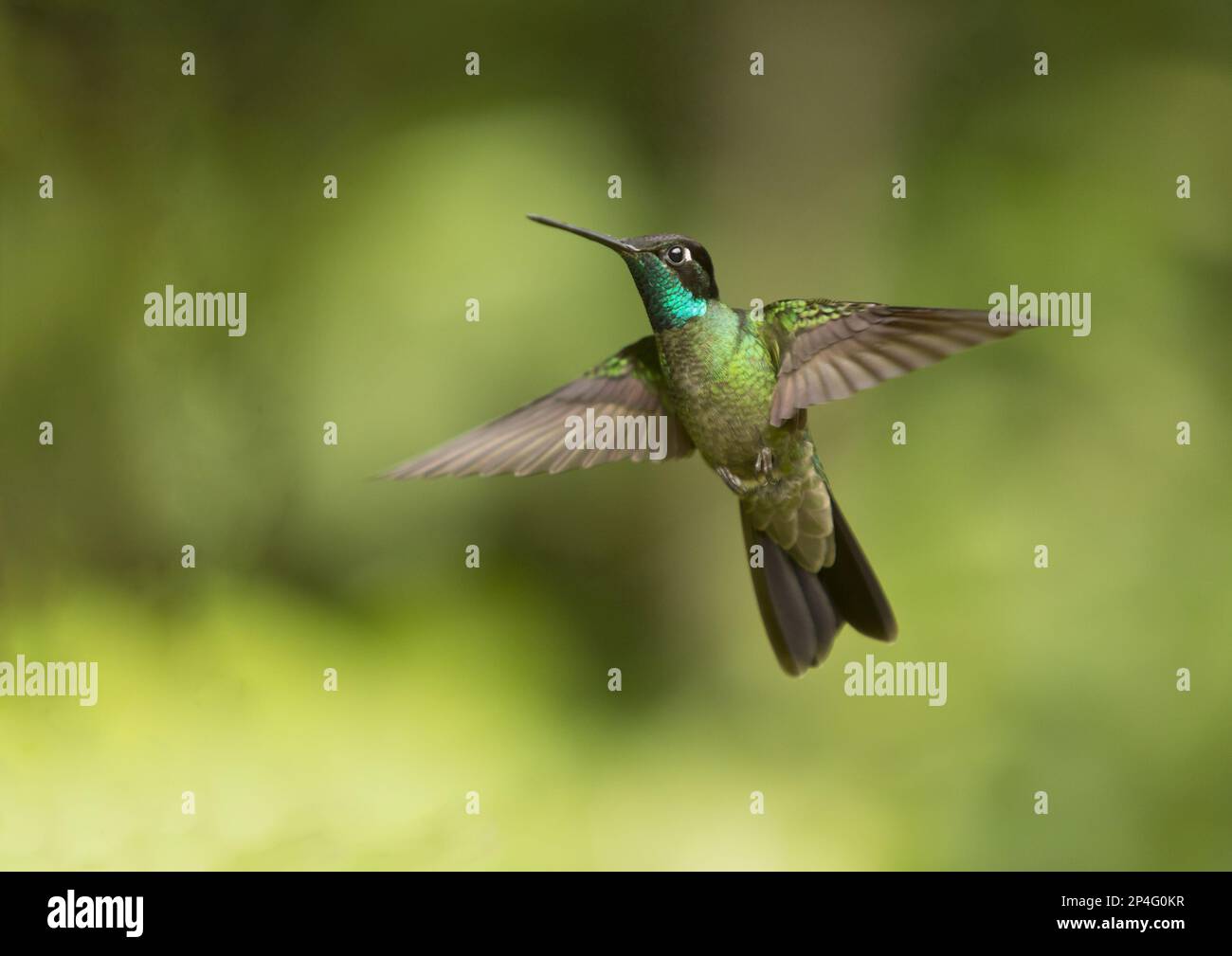 Violet-crowned Hummingbird, magnificent hummingbirds (Eugenes fulgens ...