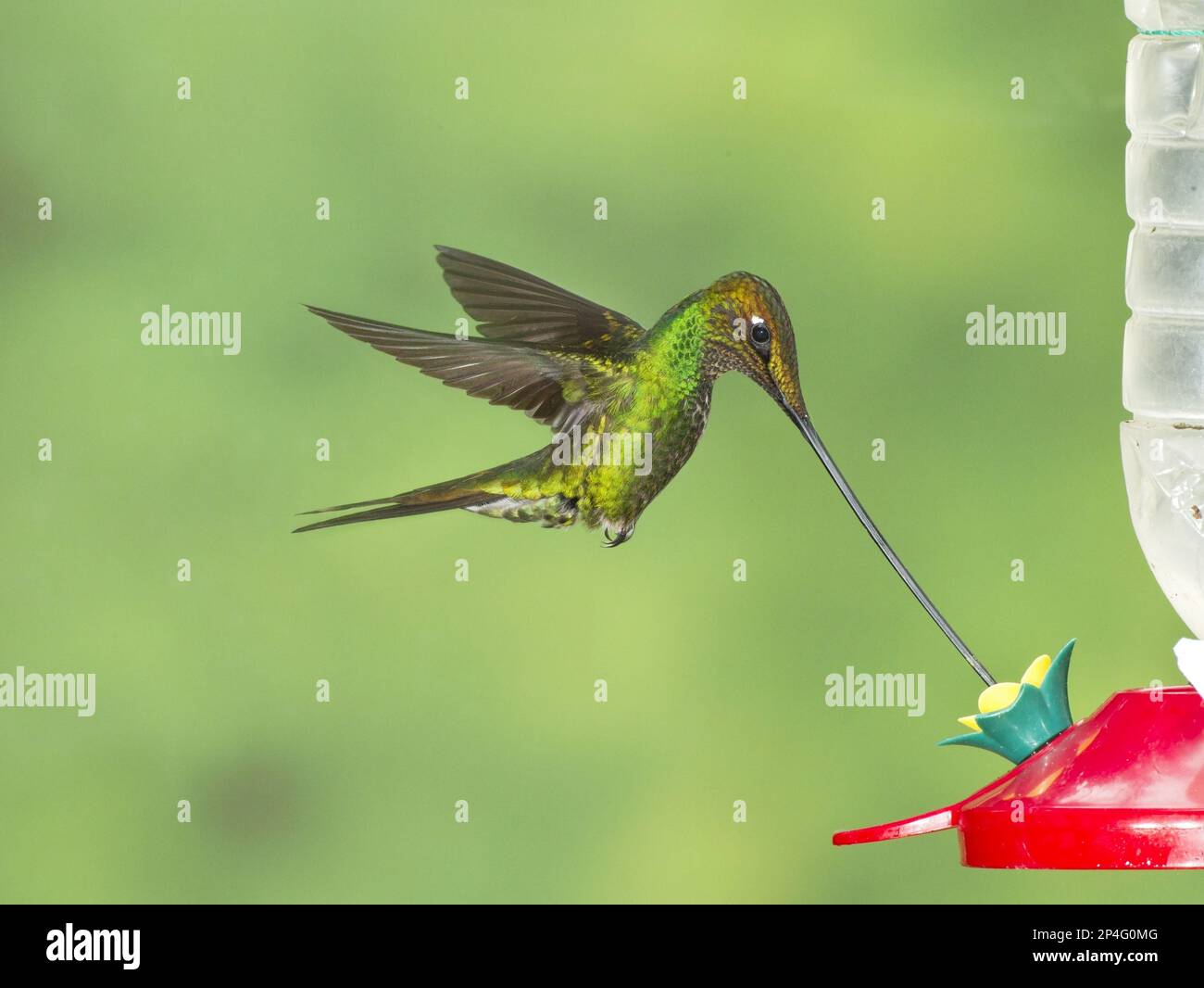 Sword-billed Hummingbird (Ensifera ensifera) adult male, in flight ...