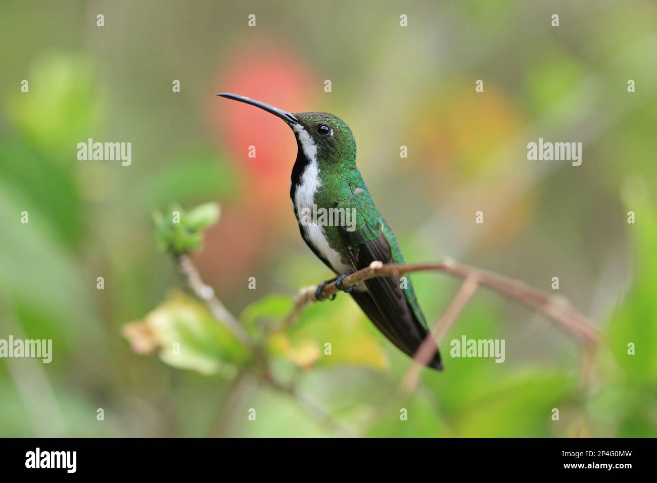 Black-throated Mango (Anthracothorax nigricollis) adult female, perched ...