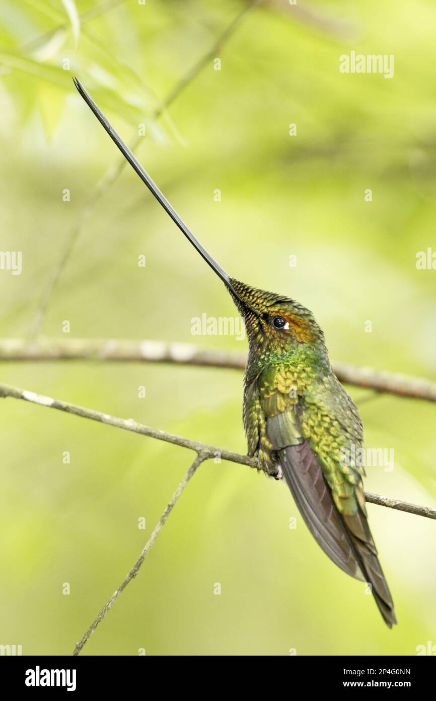 Sword-billed Hummingbird (Ensifera ensifera) adult male, perched on ...