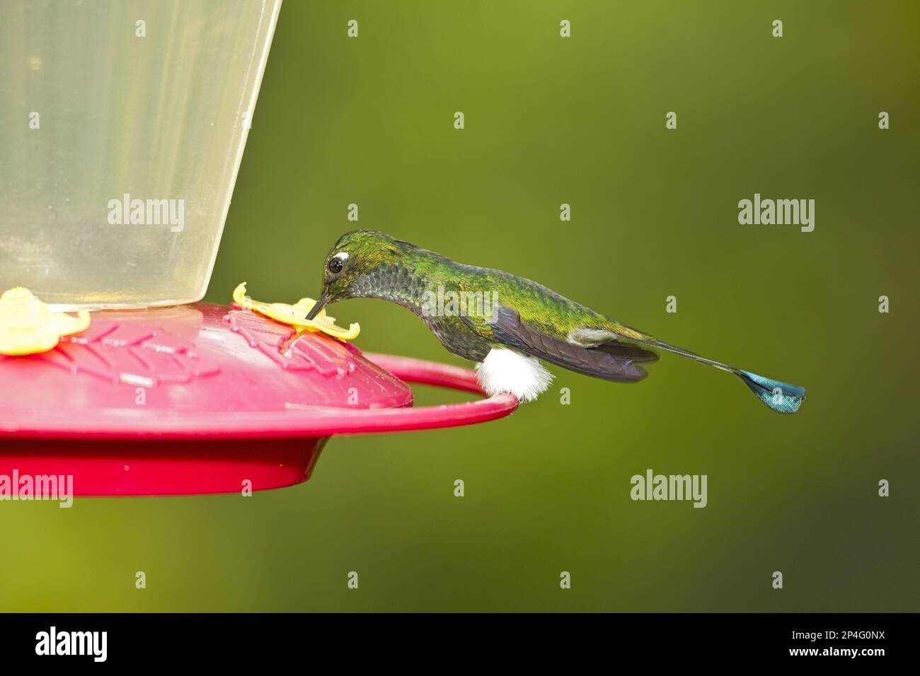 Booted Racket-tail (Ocreatus underwoodii) adult male, feeding at feeder ...