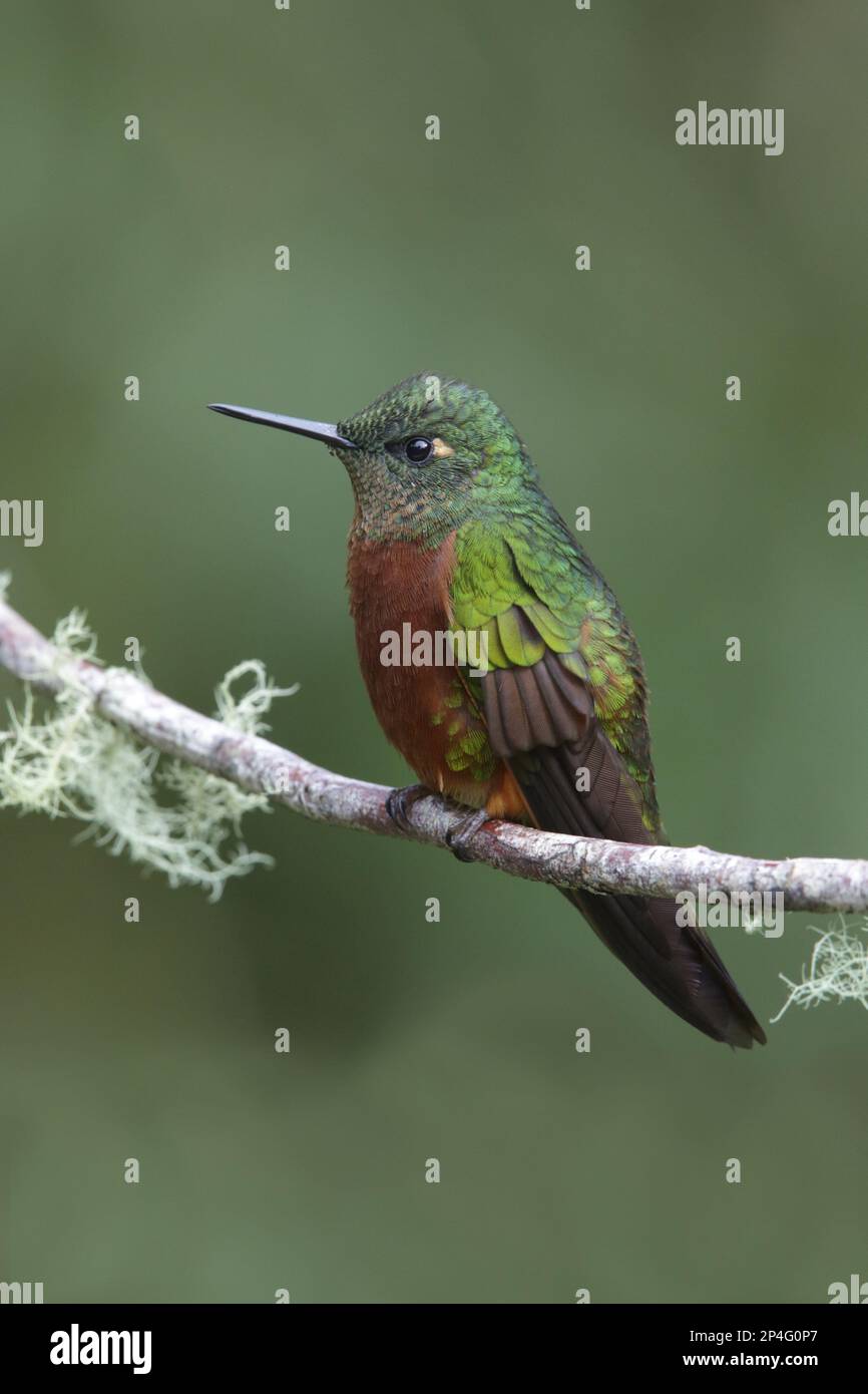 South american hummingbirds hi-res stock photography and images - Alamy