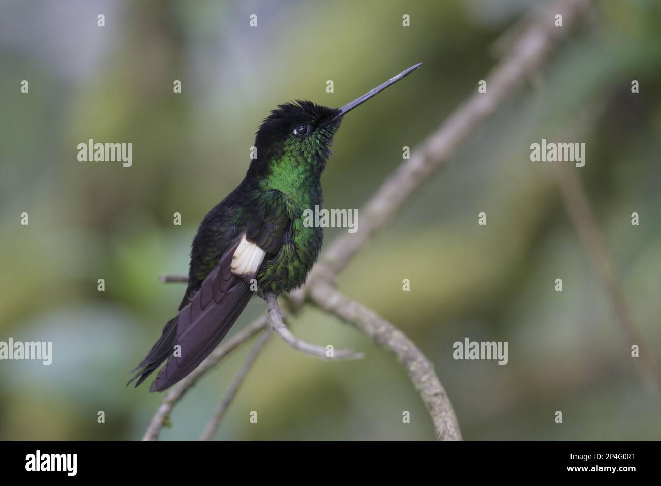 Buff-winged starfrontlet (Coeligena lutetiae), Buff-winged Musketeer ...