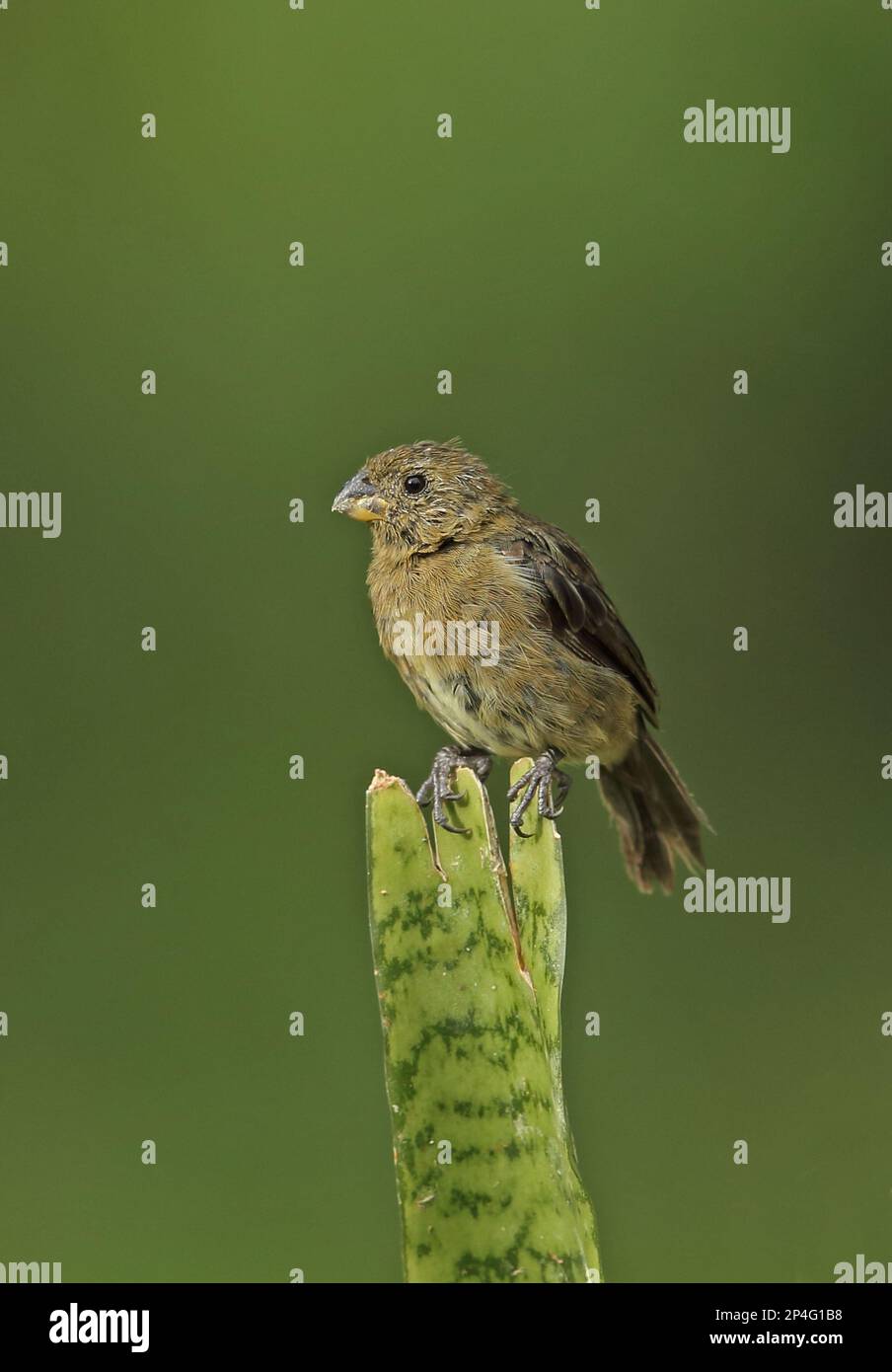 Variable Seedeater (Sporophila corvina hicksii) adult female, in moult ...