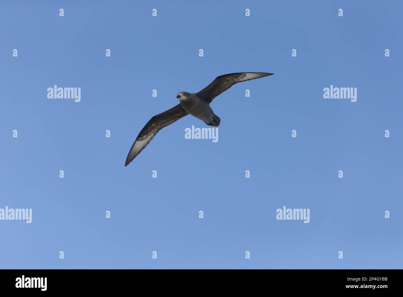Petrels in their environment hi-res stock photography and images - Alamy