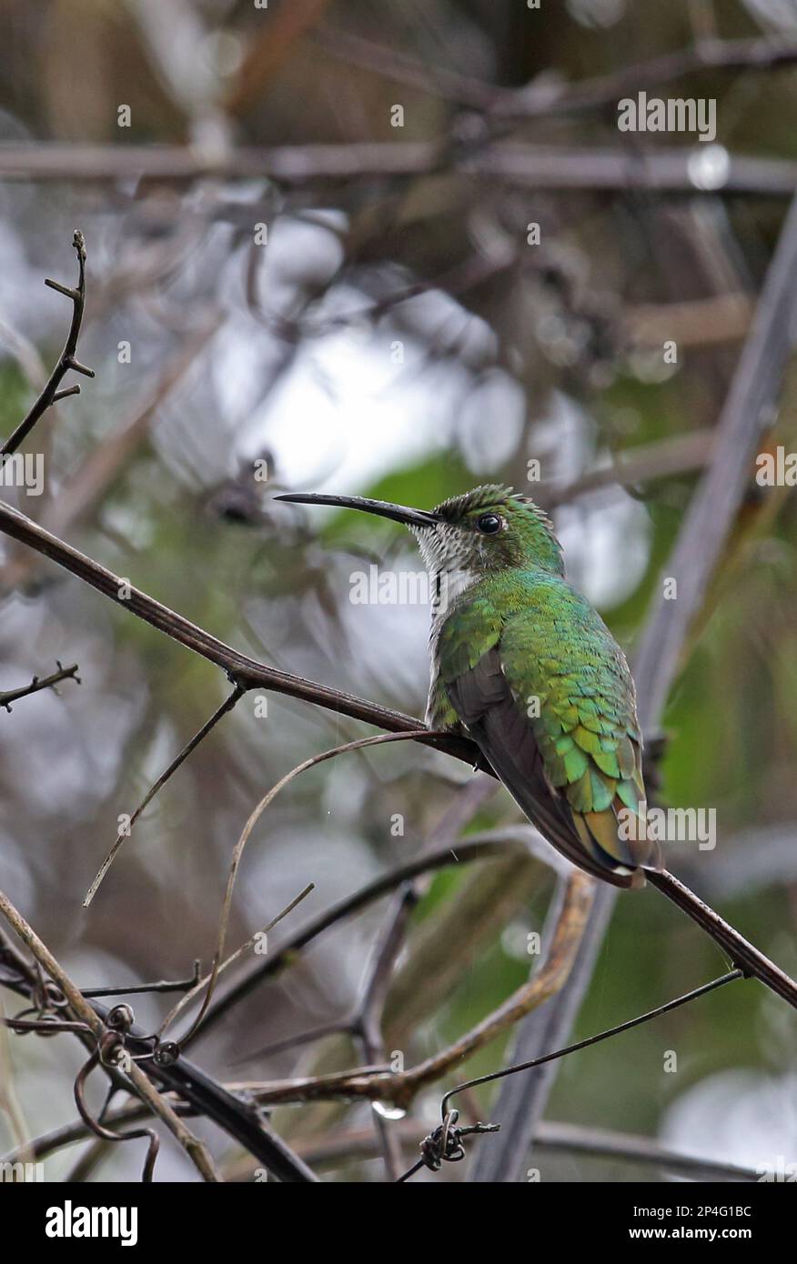 Veraguan Mango (Anthracothorax veraguensis) adult female, immature ...