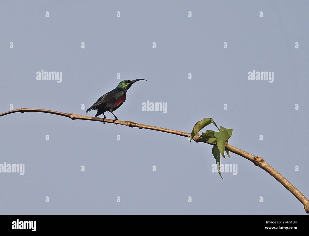 African sunbirds hi-res stock photography and images - Alamy