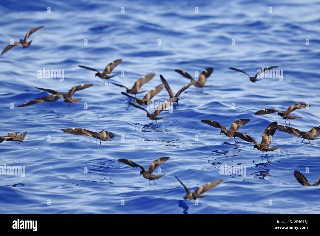 Hydrobates matsudairae, Matsudaira's Storm-petrel, tube-nosed, animals ...