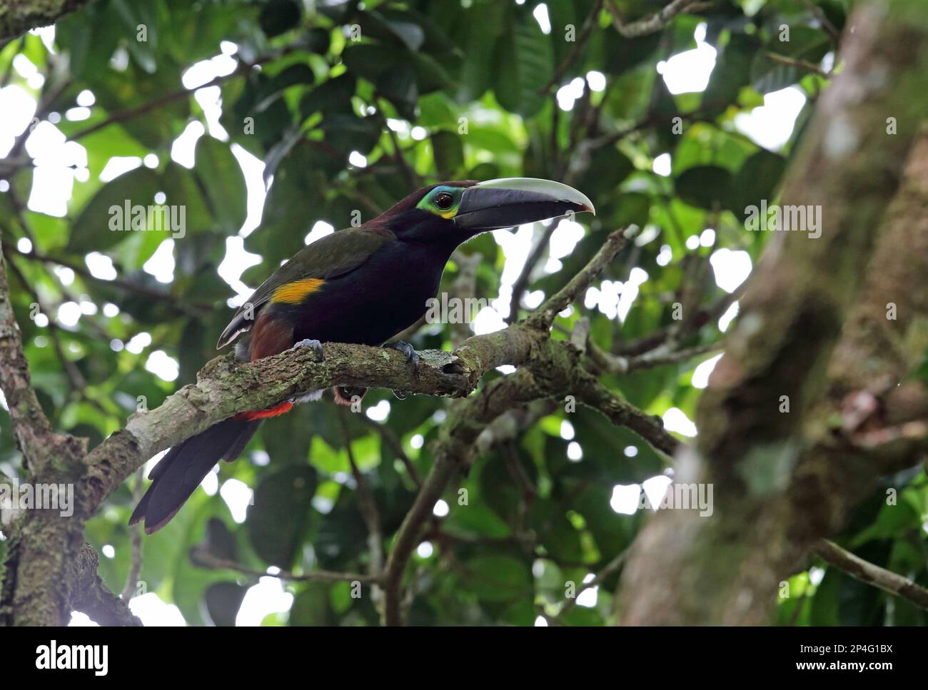 Yellow-eared Toucanet (Selenidera spectabilis) adult female, perched on ...