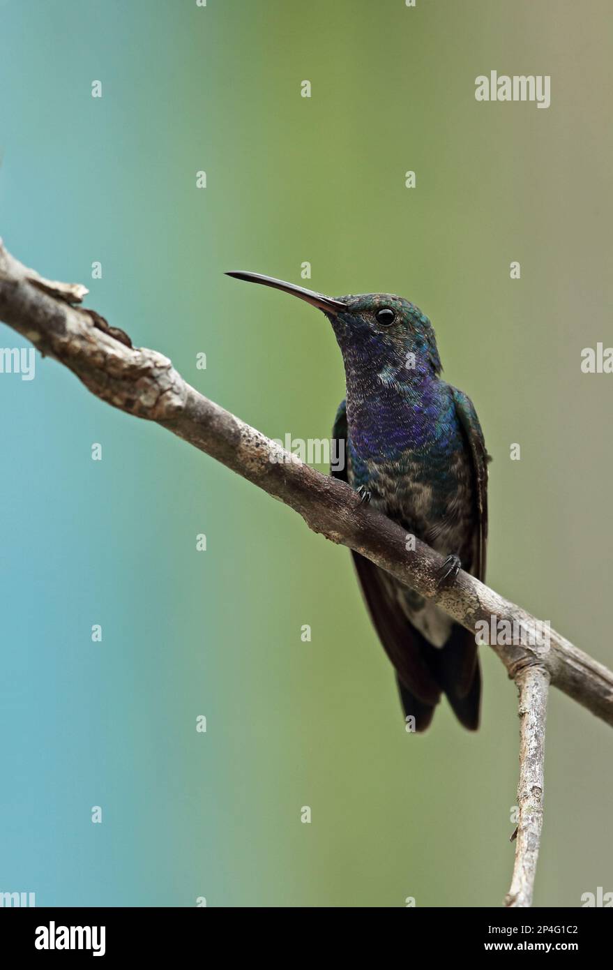 Sapphire-throated Hummingbird (Lepidopyga coeruleogularis ...