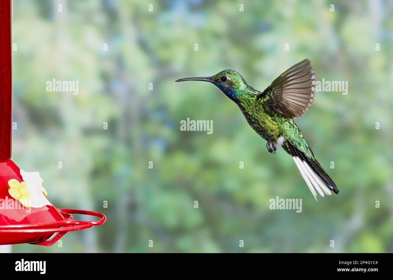 White-tailed Sabrewing, White-tailed Sabrewing, Hummingbird, Animals ...