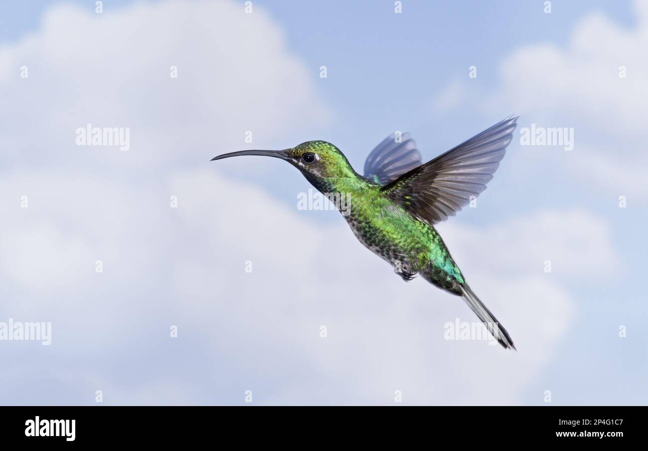 White-tailed Sabrewing, White-tailed Sabrewing, Hummingbird, Animals ...