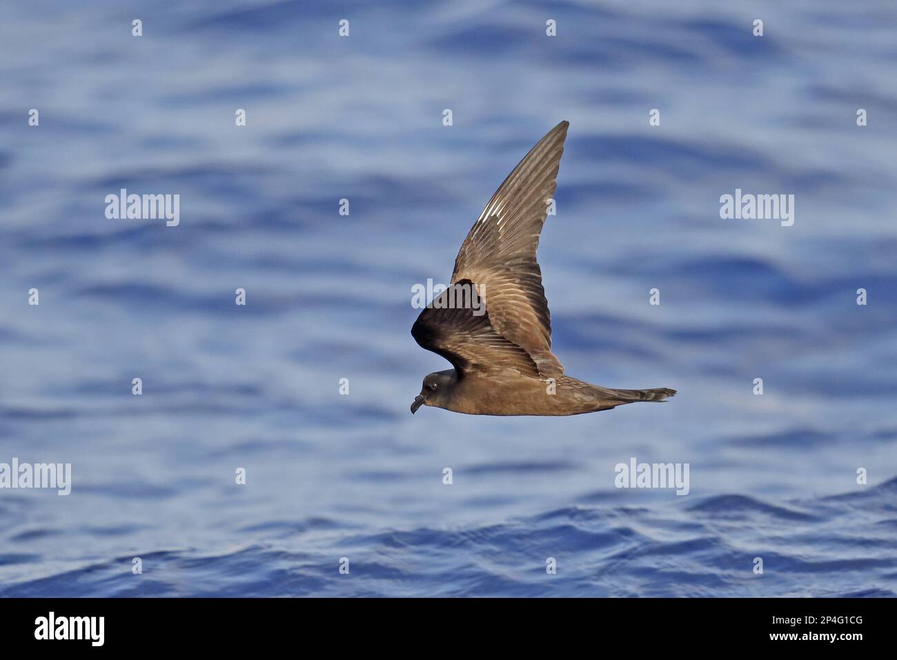 Hydrobates matsudairae, Matsudaira's Storm-petrel, Tube-nosed, Animals ...