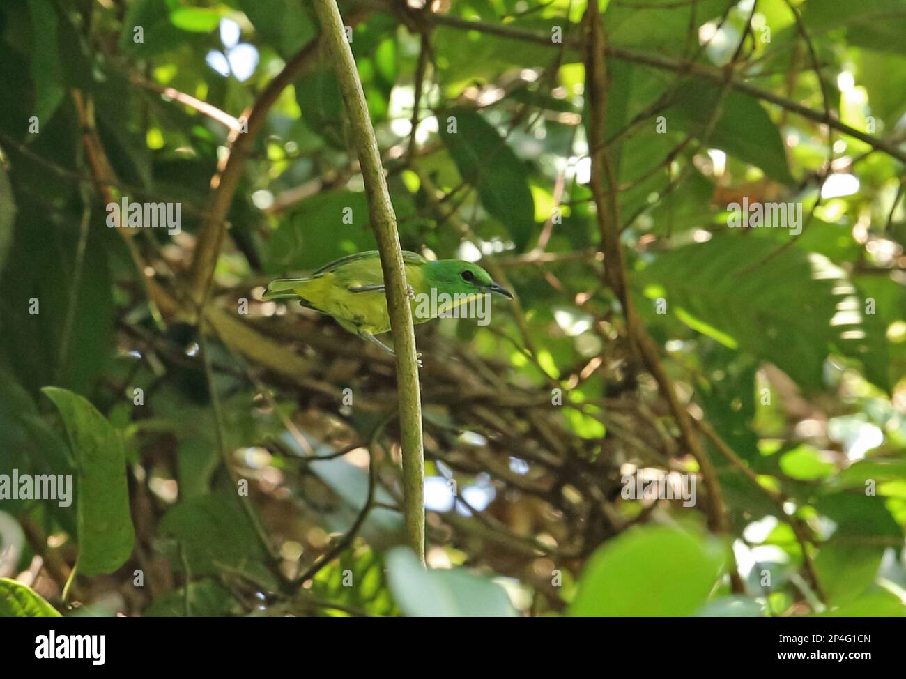 Canopy tower panama hi-res stock photography and images - Alamy
