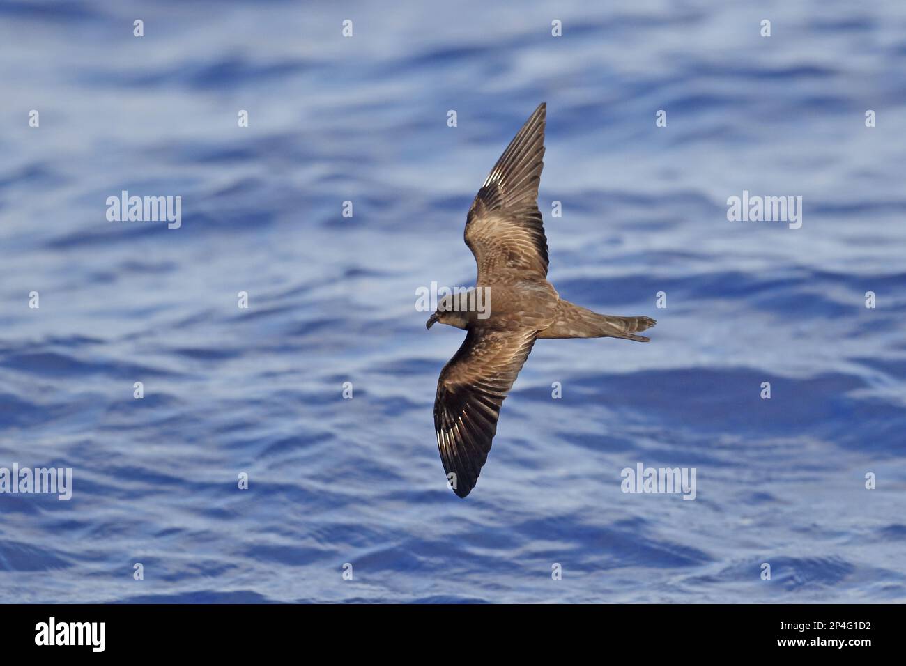 Hydrobates matsudairae, Matsudaira's Storm-petrel, Tube-nosed, Animals ...