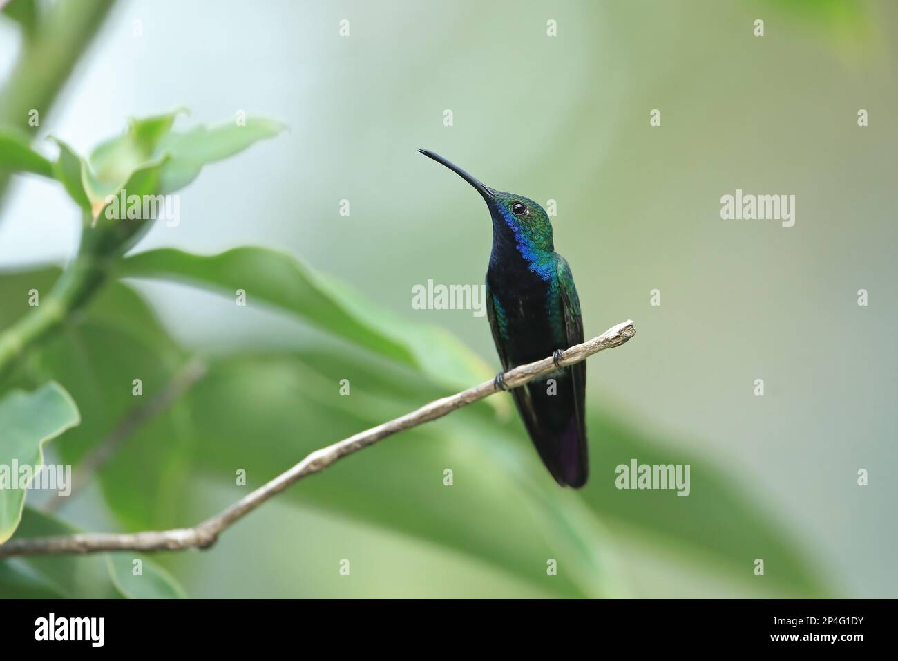 Black-throated Mango (Anthracothorax nigricollis) adult male, perched ...