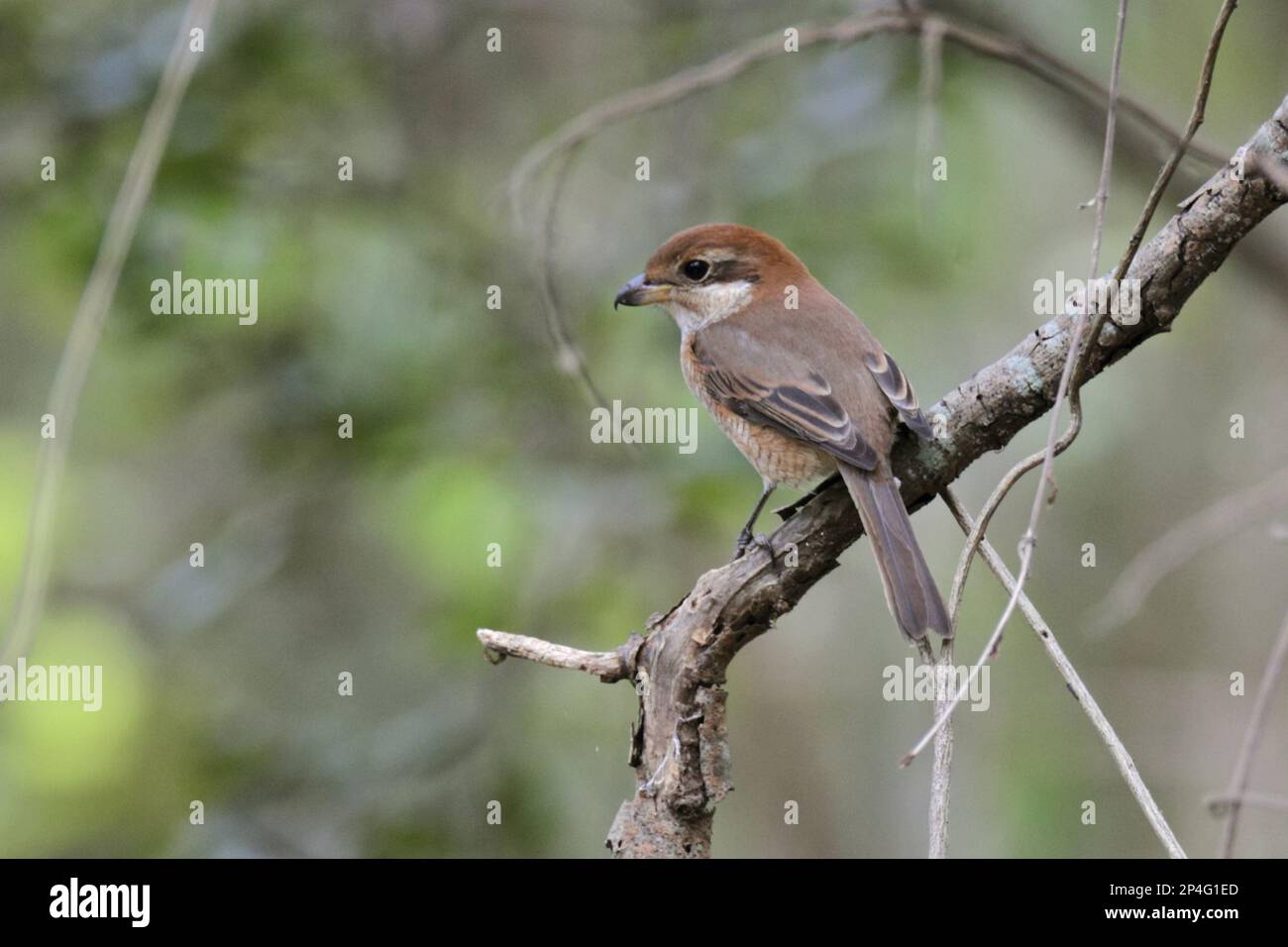 Bull-headed Shrike (Lanius bucephalus), bull-headed shrike, Japanese ...