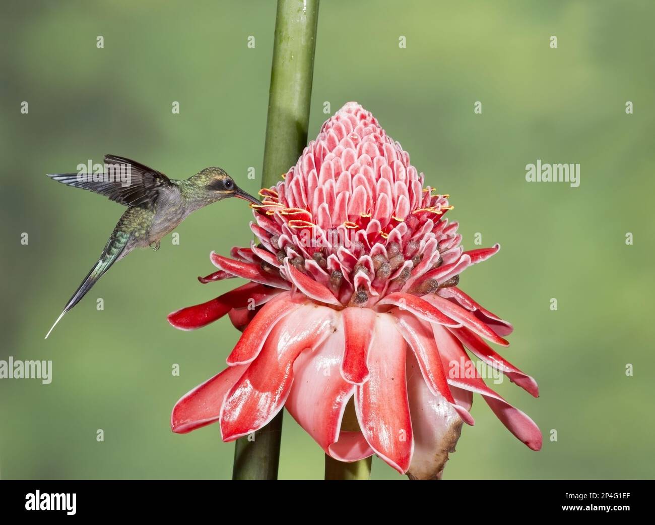 Green Hermit (Phaethornis guy) adult male, in flight, hovering and ...