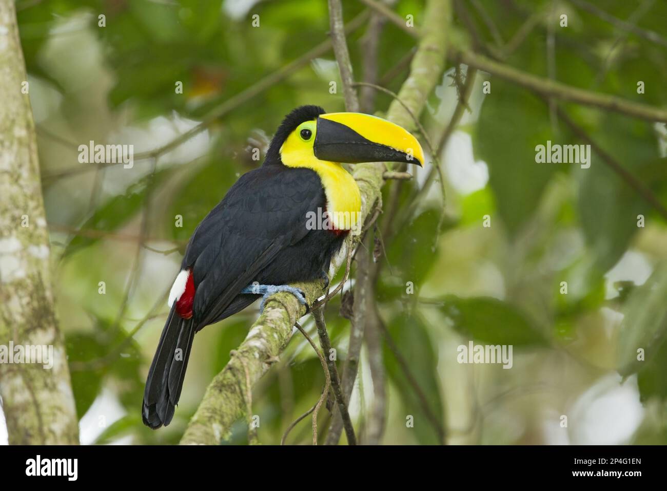 Choco Toucan (Ramphastos brevis) adult, perched on branch in montane ...