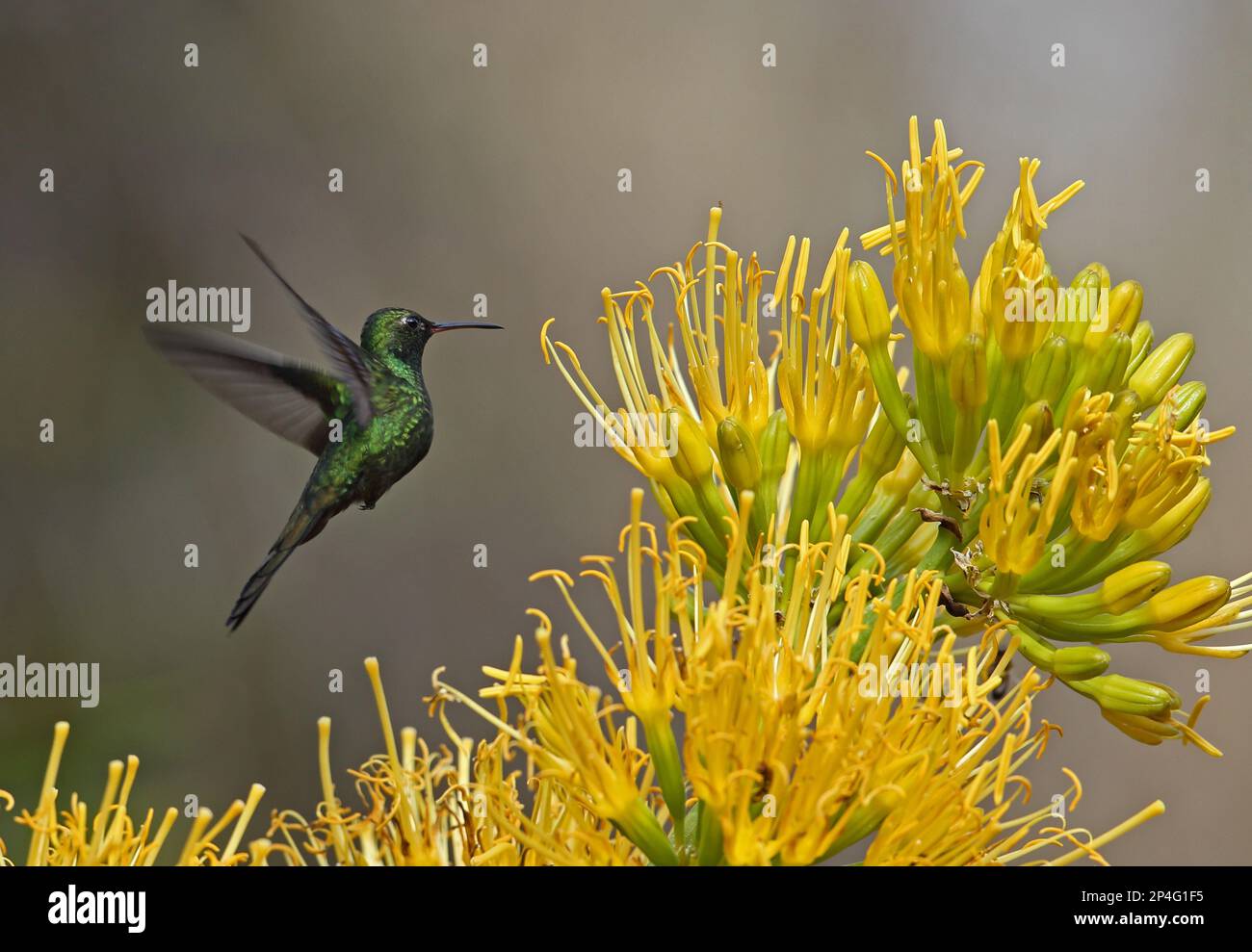 Hispaniolan Emerald (Chlorostilbon swainsonii) adult male, in flight ...