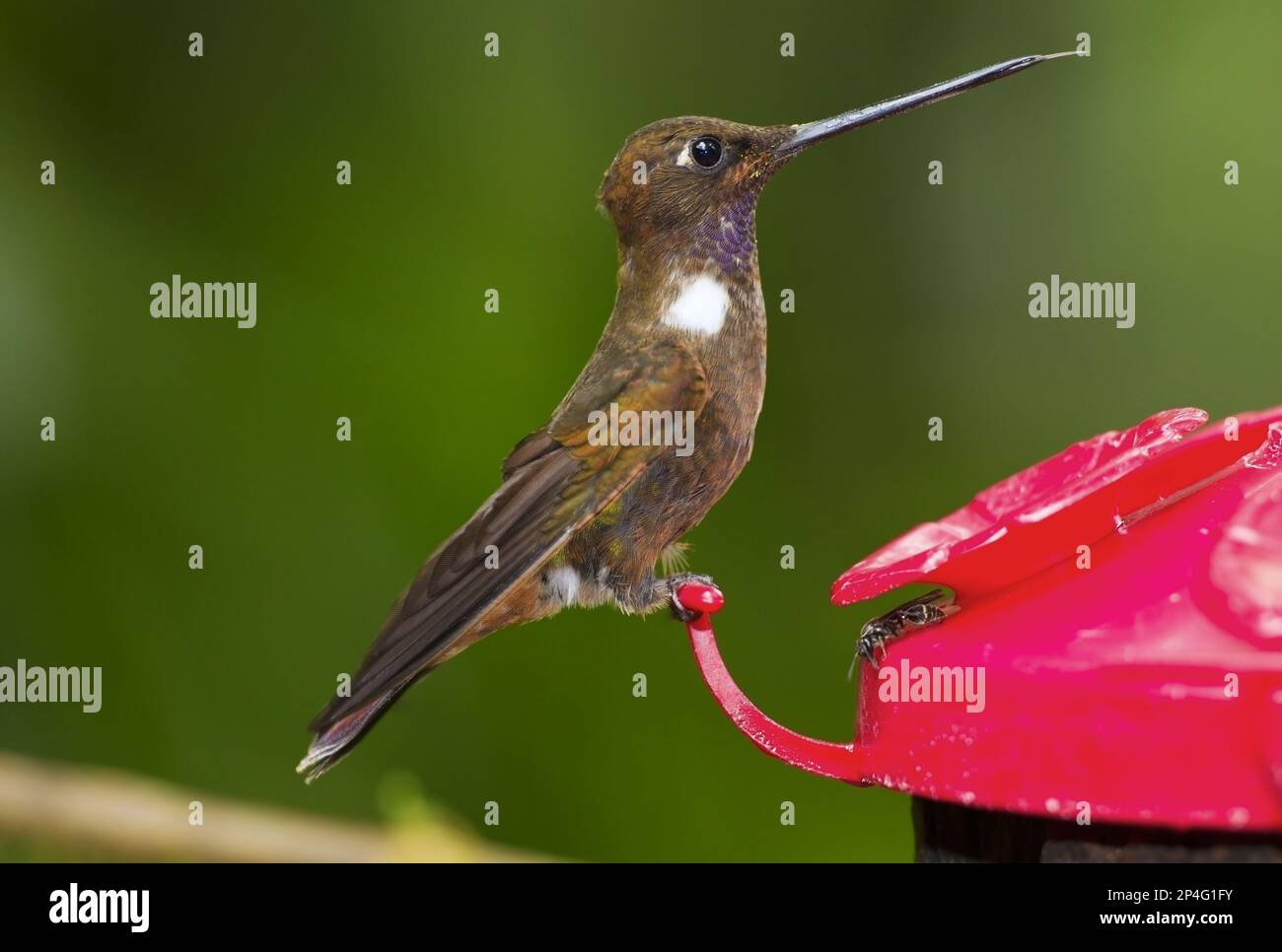 Brown brown inca (Coeligena wilsoni), adult, at feeding site in montane ...