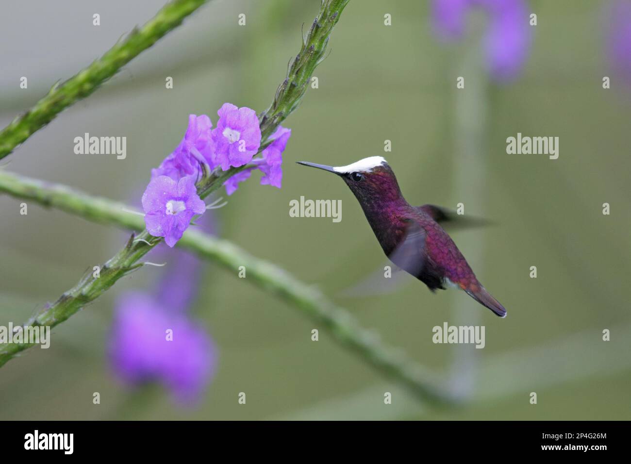 Snowcap, Hummingbird, Animals, Birds, Snowcap (Microchera albocoronata ...