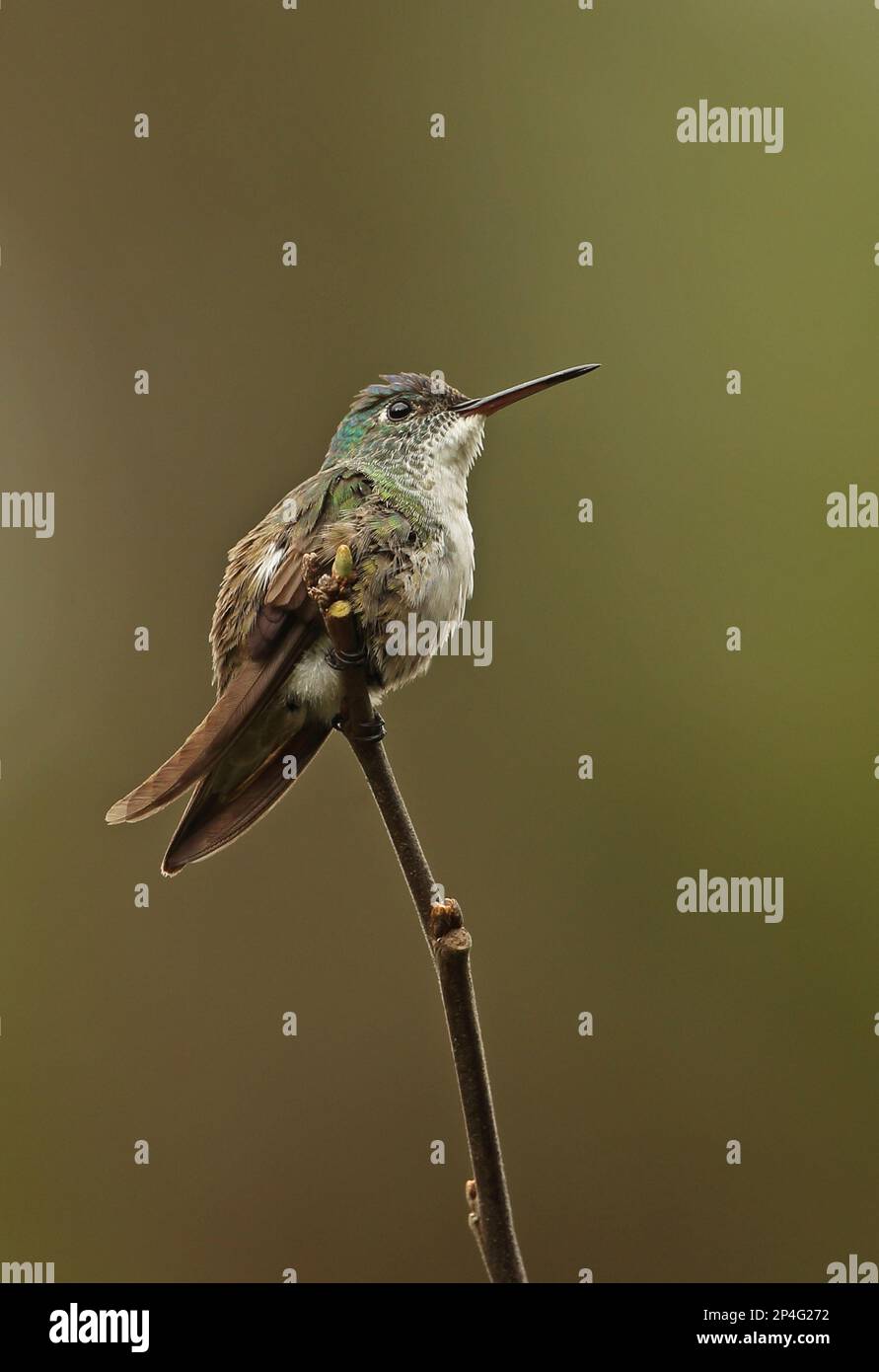 National bird of honduras hi-res stock photography and images - Alamy