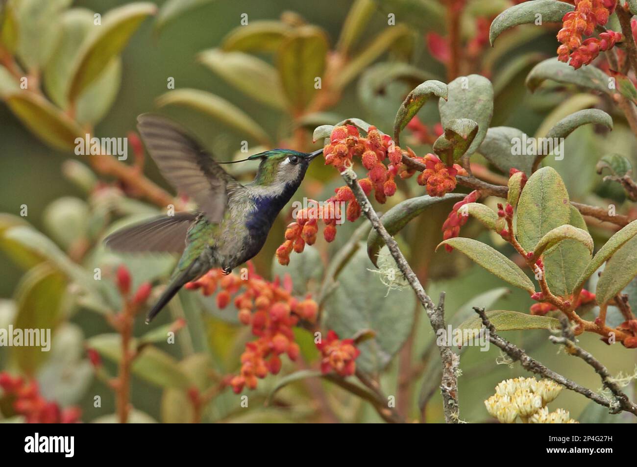 Green-crowned plovercrest (Stephanoxis lalandi), adult male, hovering ...