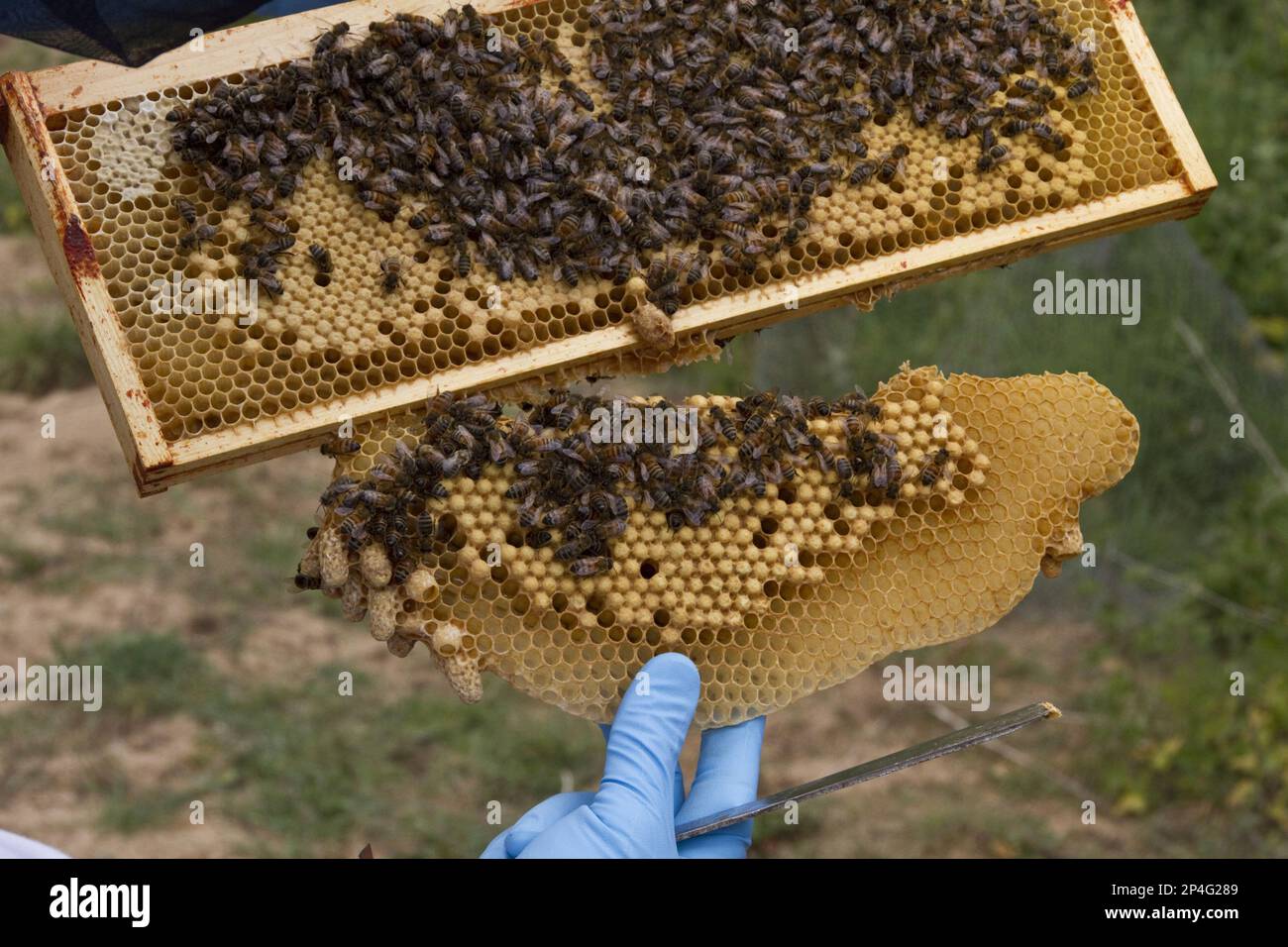 Western honey bee, Western honey bees, European honey bee, European ...