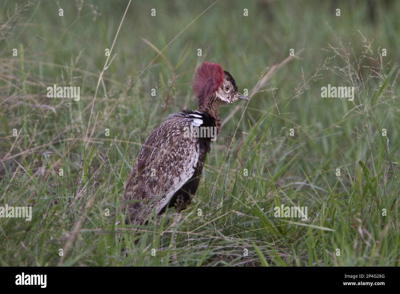 Red crested bustard, Red crested bustards (Lophotis ruficrista ...