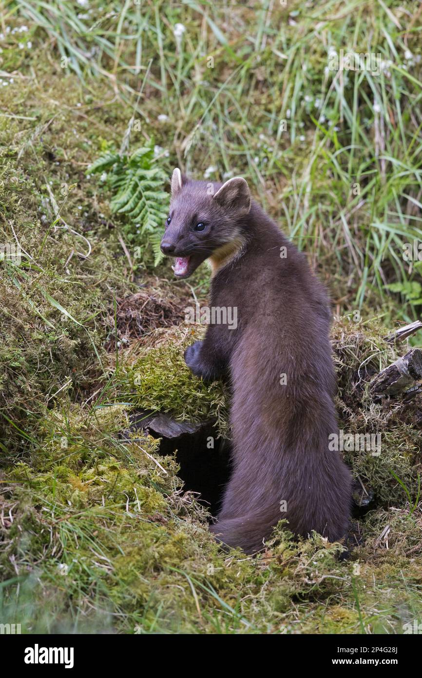 Pine Marten (Martes martes) adult, emerging from moss covered hollow ...