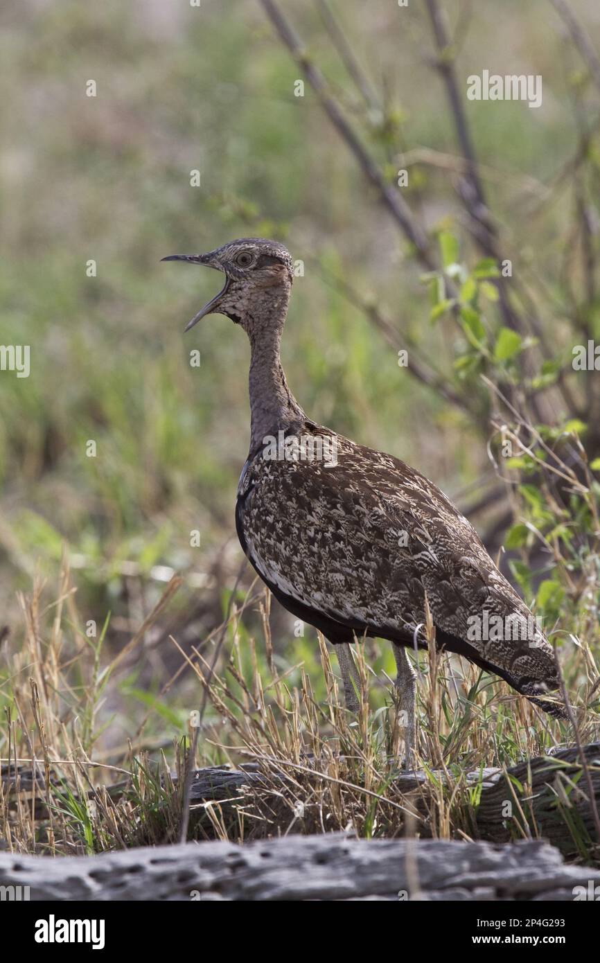 Red Crested Bustard, Red Crested Bustards (Lophotis ruficrista ...