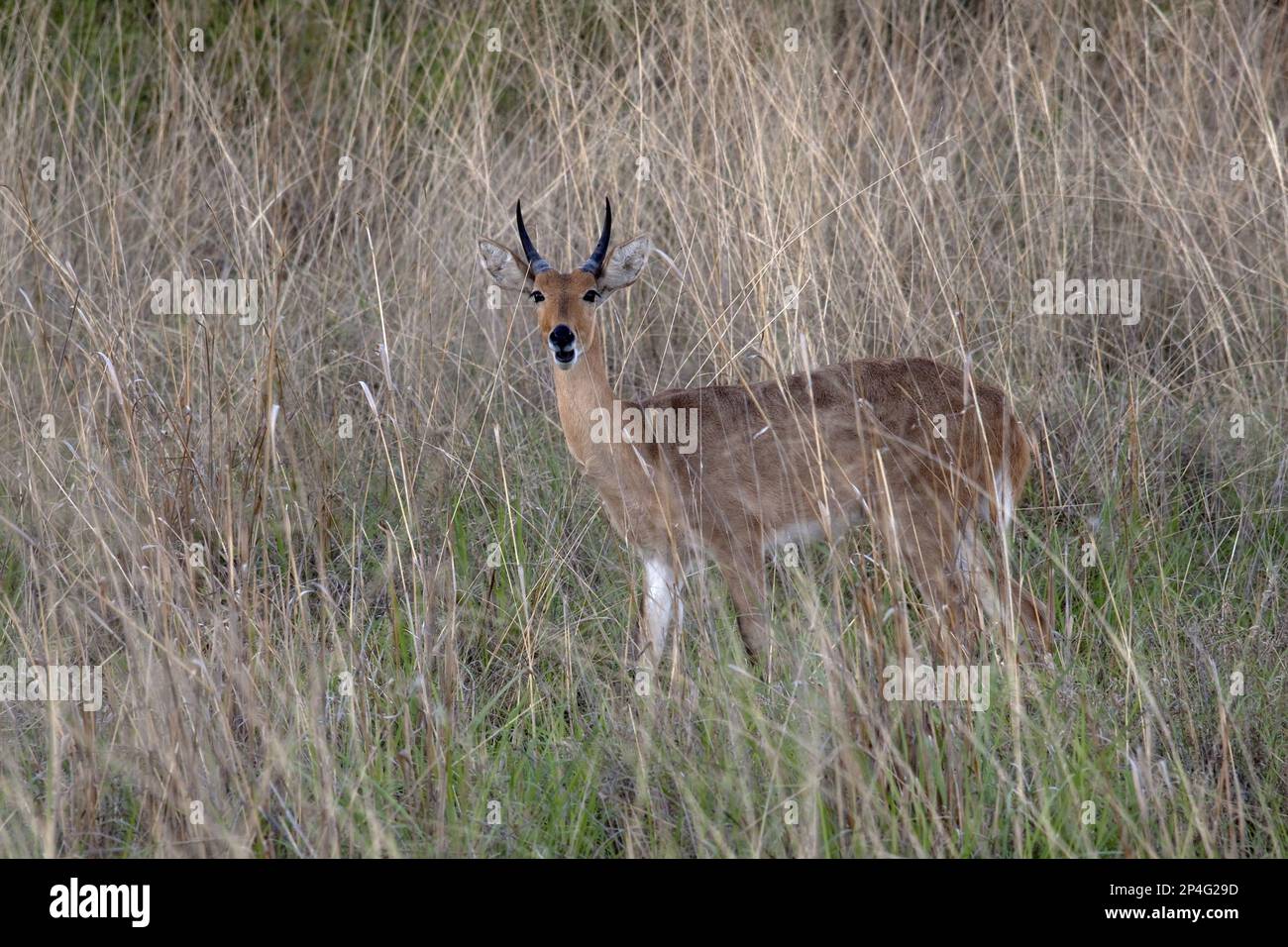 Large Reedbuck, Large Reedbuck, Large Reedbuck, Large Reedbuck, Large ...