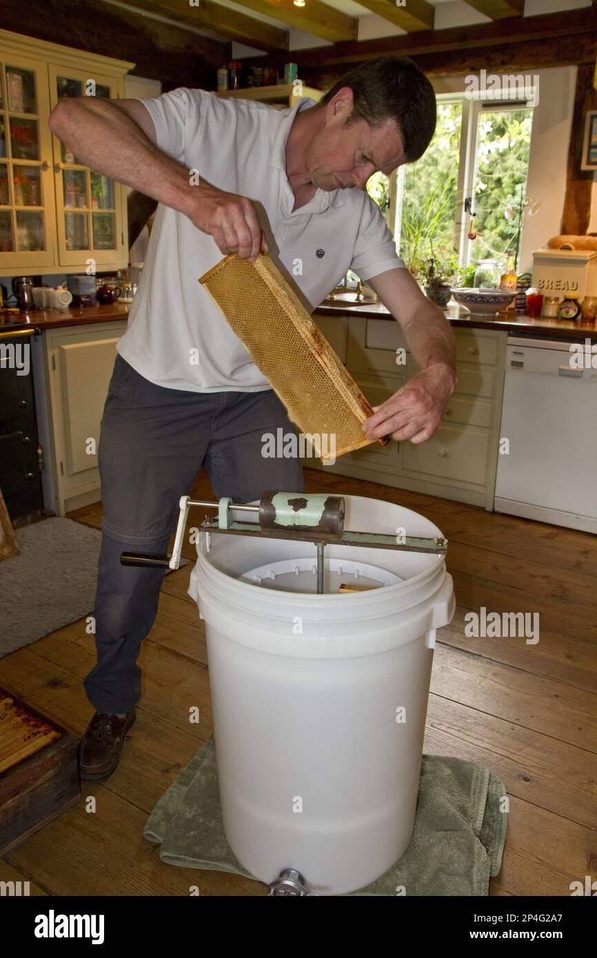 The honeycomb frames are placed in a centrifugal drum and then spun at ...