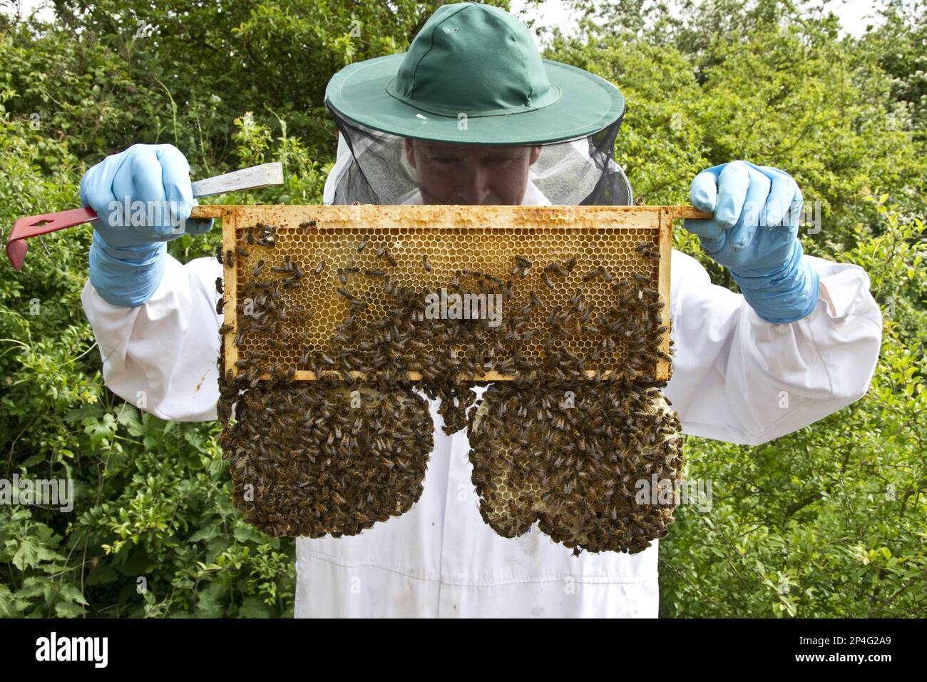 Western honey bee, Western honey bees, European honey bee, European ...