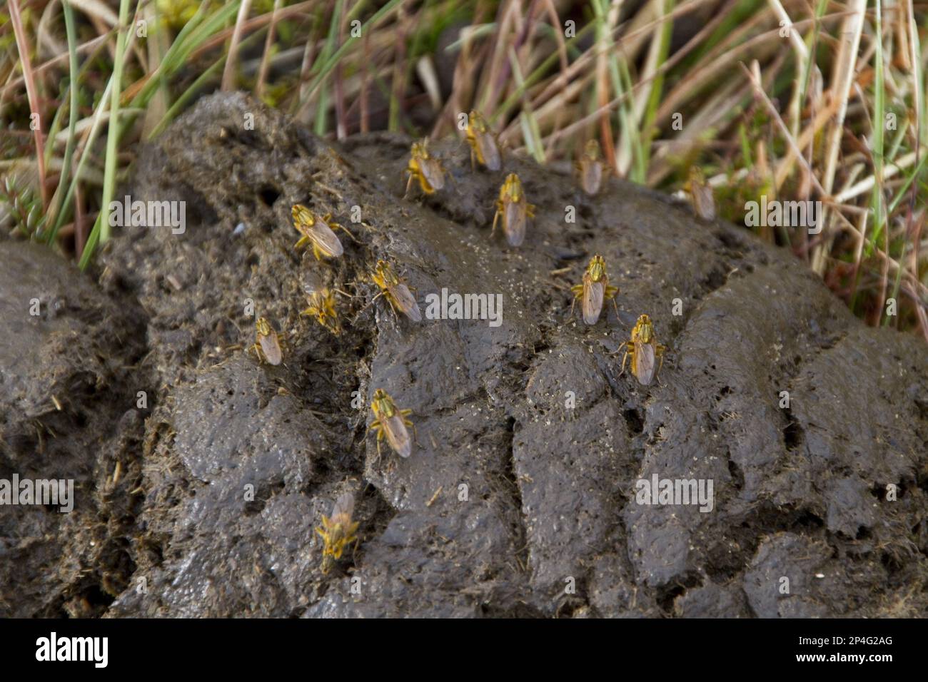 Yellow dung fly, Common dung fly, Yellow dung flies (Scathophaga ...